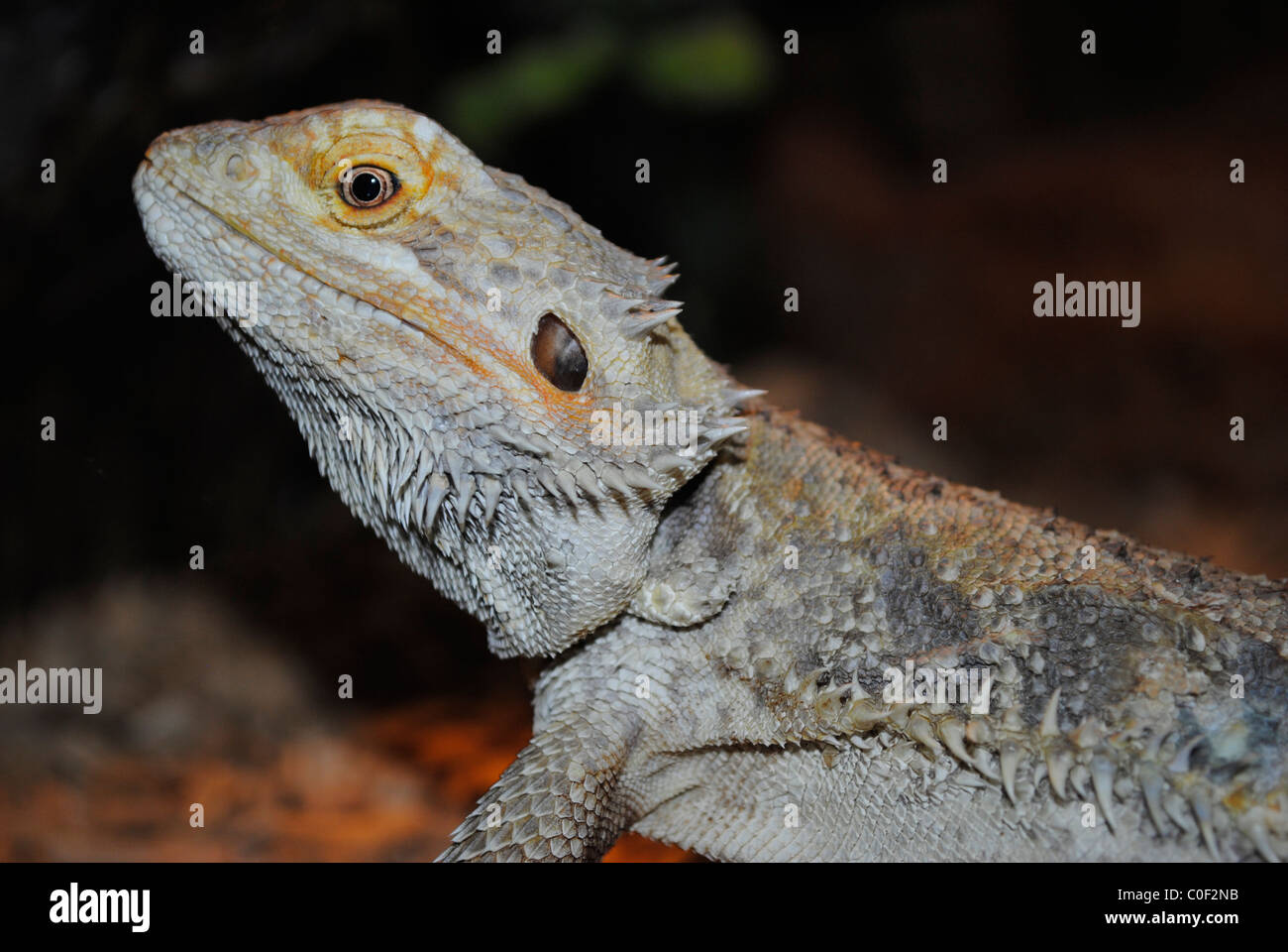 Gray lizards hi-res stock photography and images - Alamy