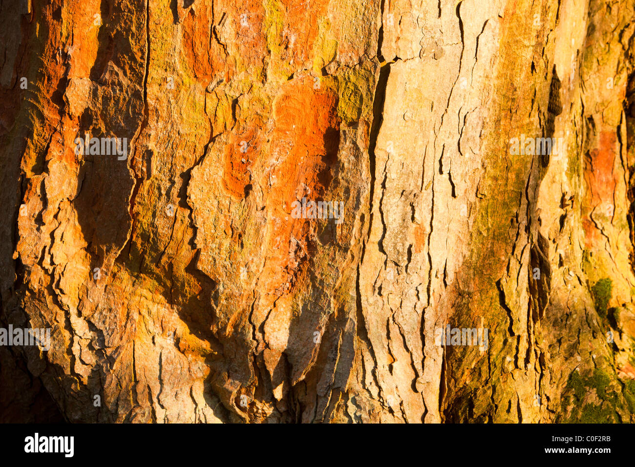 Sycamore Tree Trunk High Resolution Stock Photography and Images - Alamy