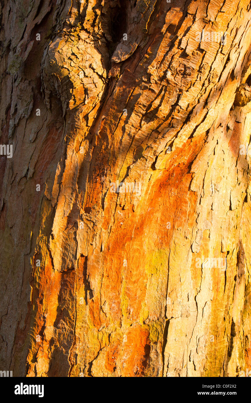 Sycamore Tree Trunk High Resolution Stock Photography and Images - Alamy