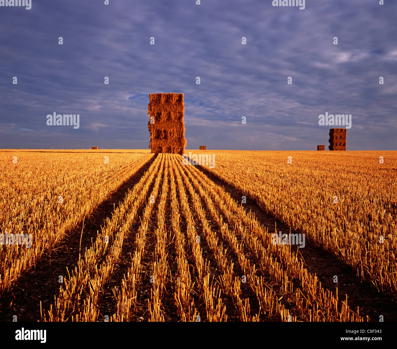 Tyre tracks and a stack of straw bales in a field of stubble on ...