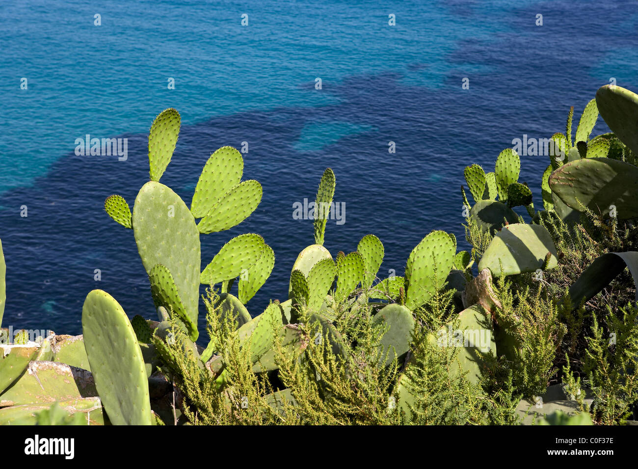 Prickly pear in Ibiza. Spain Stock Photo - Alamy