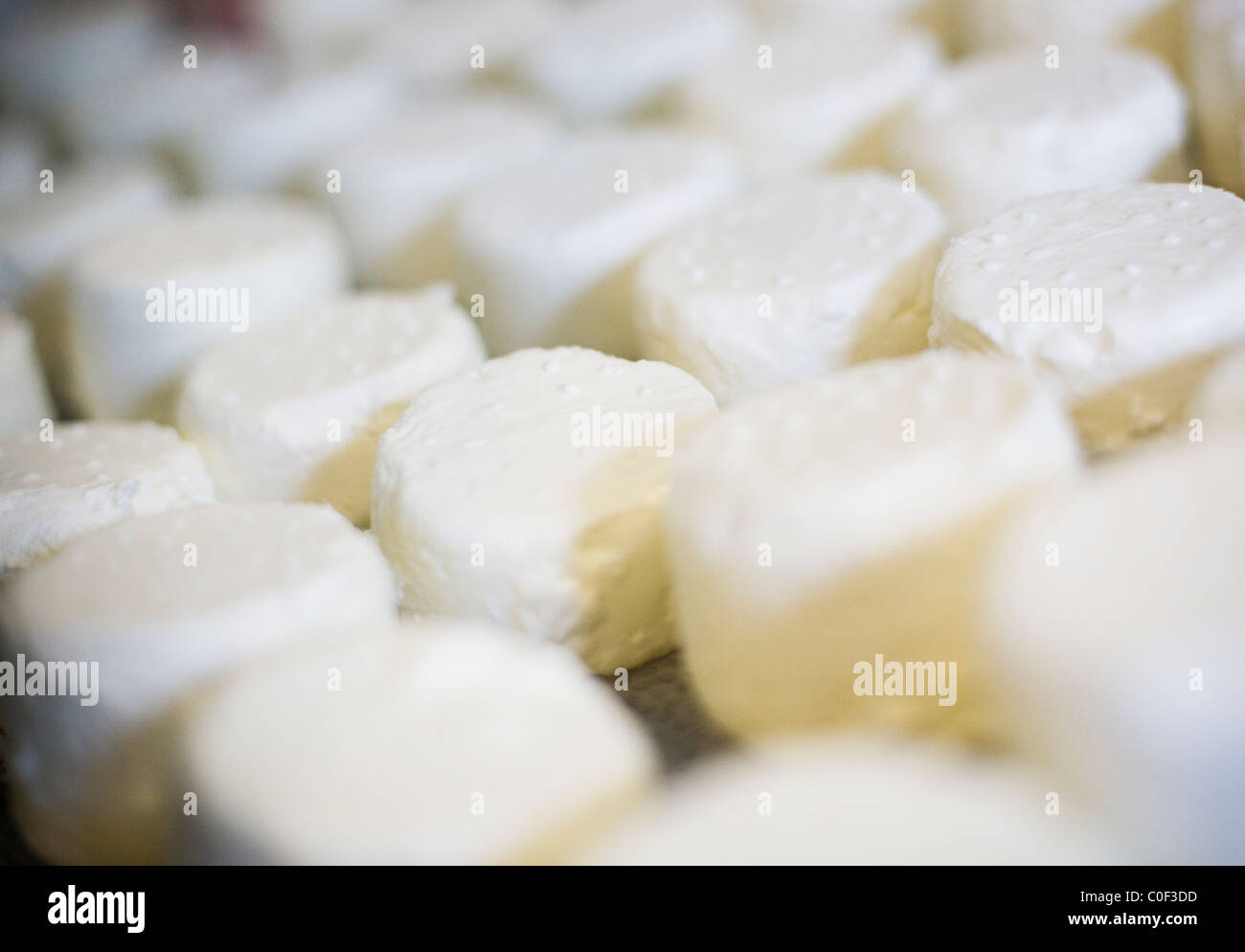 Goat cheese on a tray ready for ripening in Lebanon, Connecticut Stock ...
