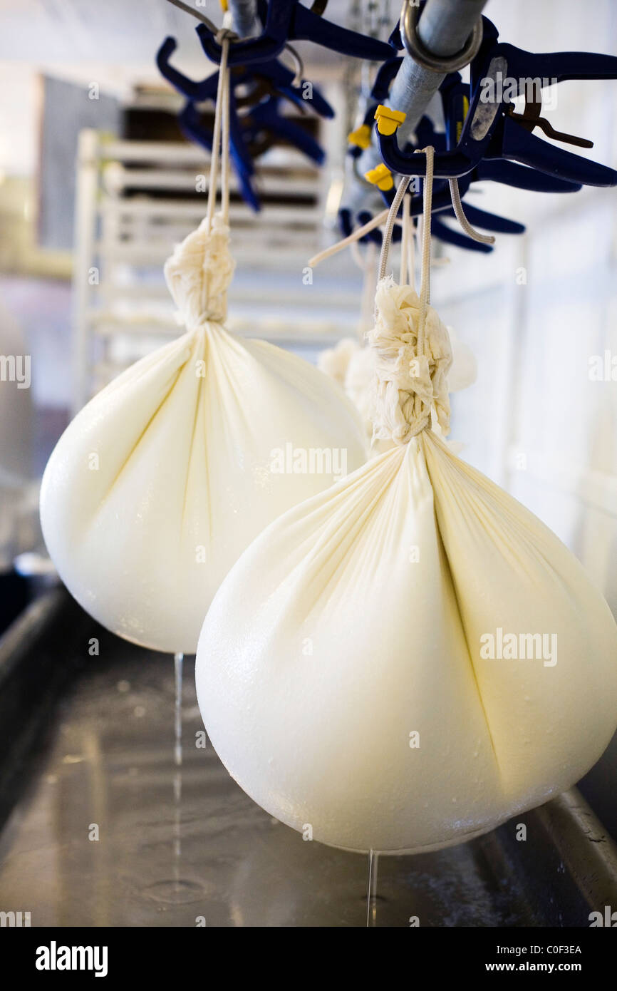 Cheesecloth bags of goat milk hang at Beltane Farm in Lebanon ...