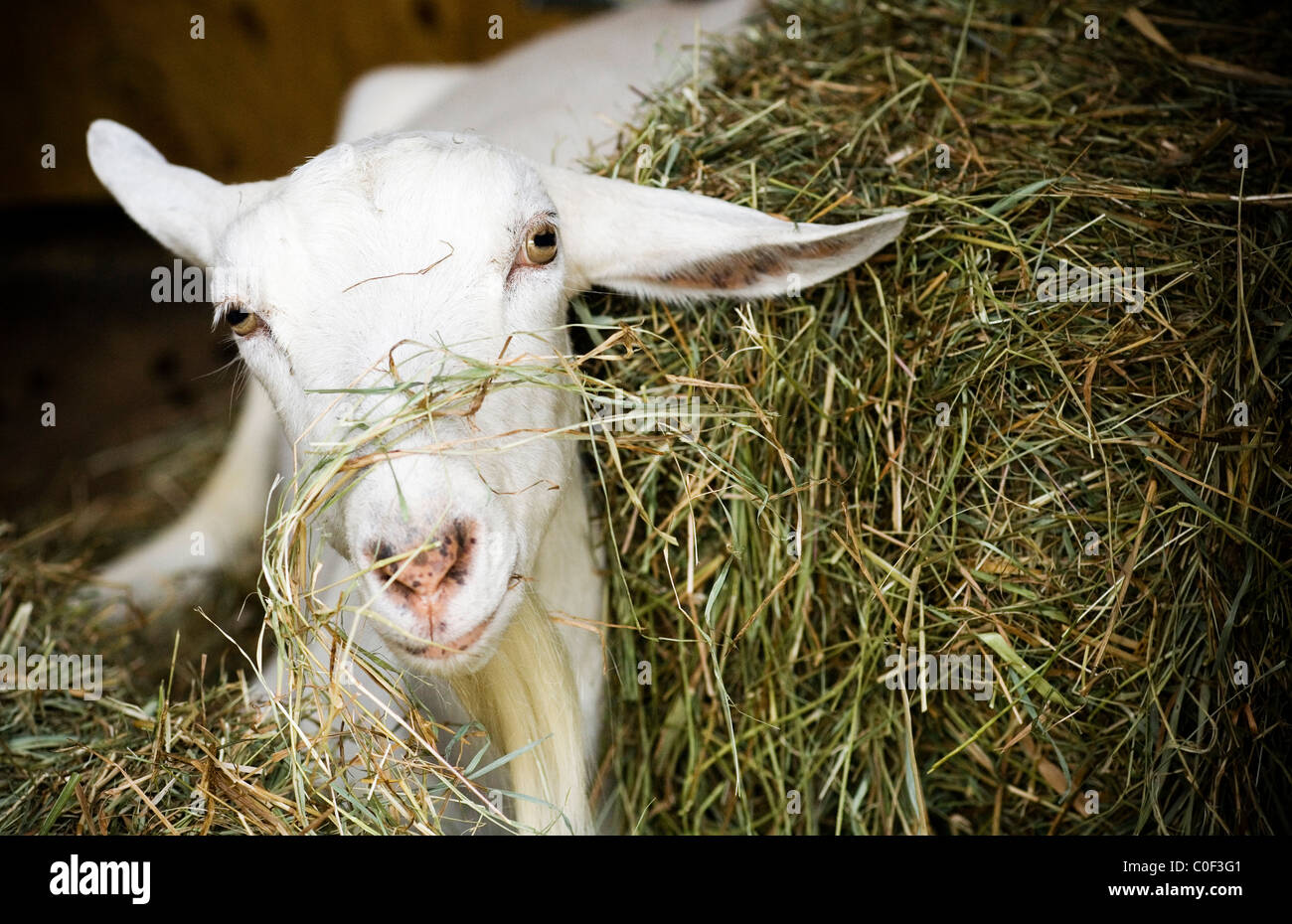A Saanen goat sits in a bed of hay at Beltane Farm in Lebanon ...