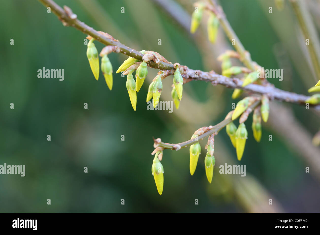 forsythia buds in spring Stock Photo - Alamy