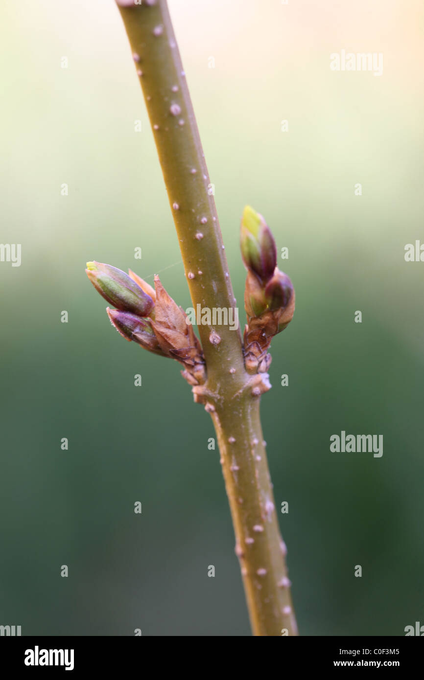 forsythia buds in spring Stock Photo - Alamy