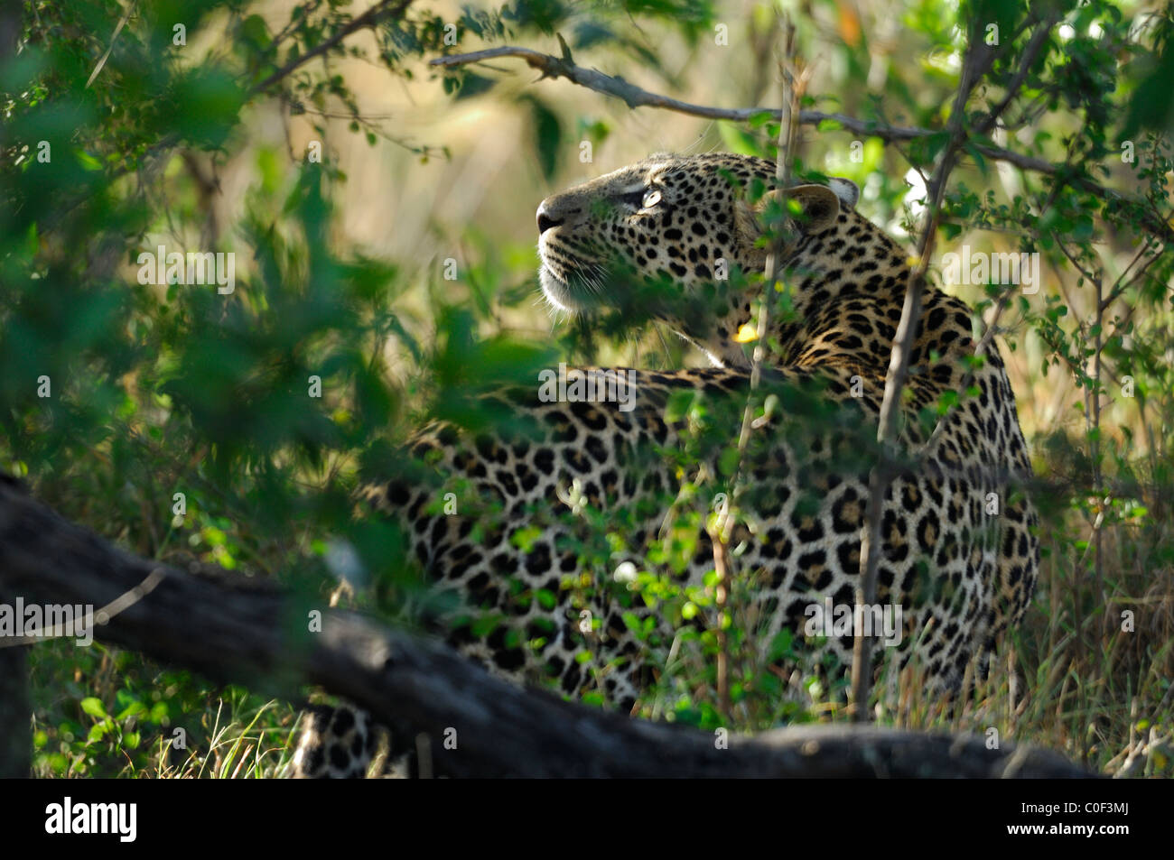 Leopard female (phantera pardus) hiding in bush, Masaï Mara National ...
