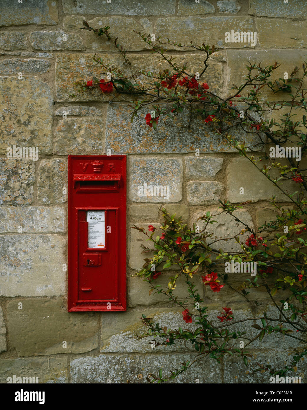 A Victorian post box set in a stone wall, surrounded by Japonica ...