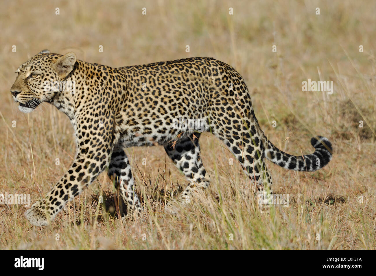 Young adult Leopard male (phantera pardus) walking in savannah, Masaï ...