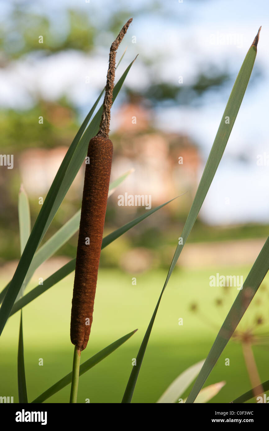 Reed and leaves Stock Photo - Alamy