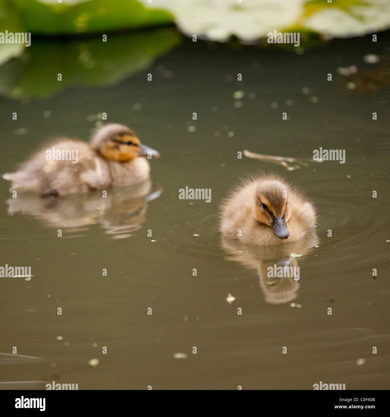 Two ducklings swimming in a pond Stock Photo - Alamy
