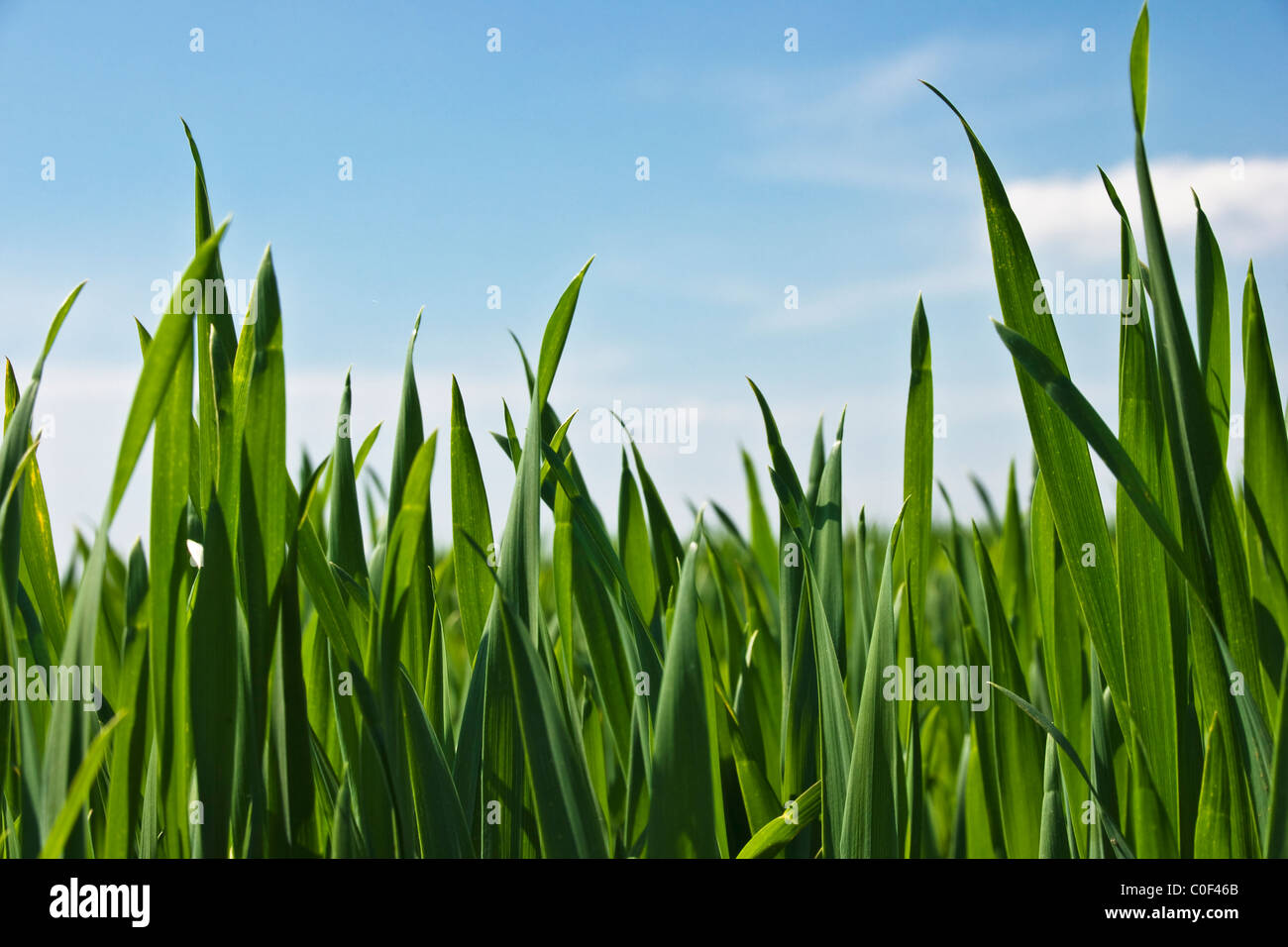 Grass green fresh zoom nature hi-res stock photography and images - Alamy