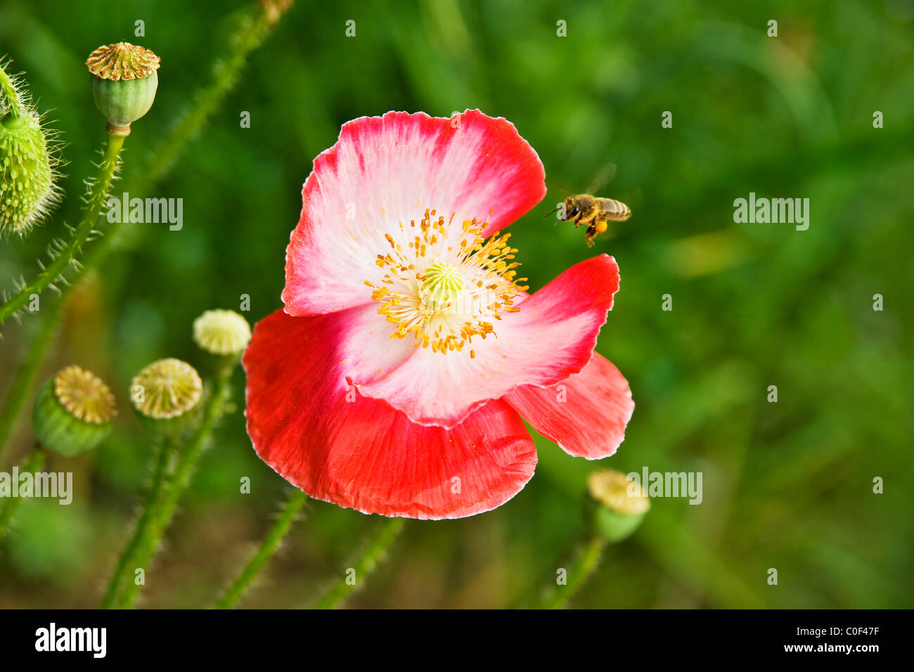 Poppy pollination hi-res stock photography and images - Alamy