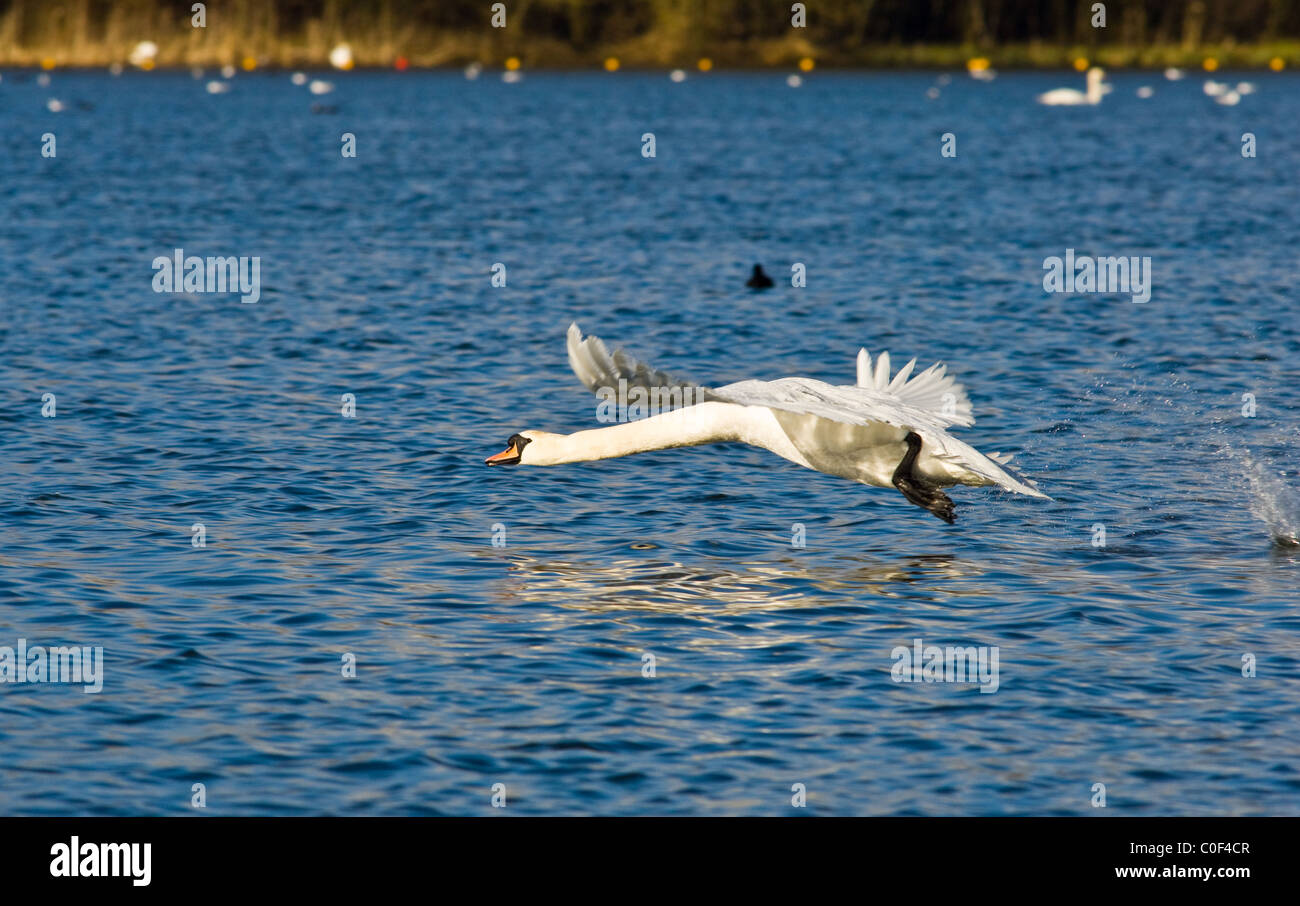 Flying wing span hi-res stock photography and images - Alamy