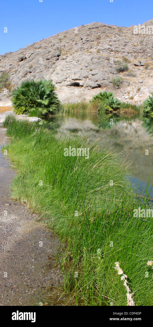 Oasis nevada hi-res stock photography and images - Alamy