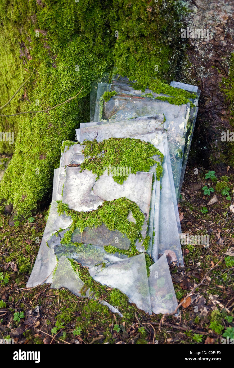 Moss on panes of glass under tree, Loughmacrory, Tyrone, N.Ireland ...
