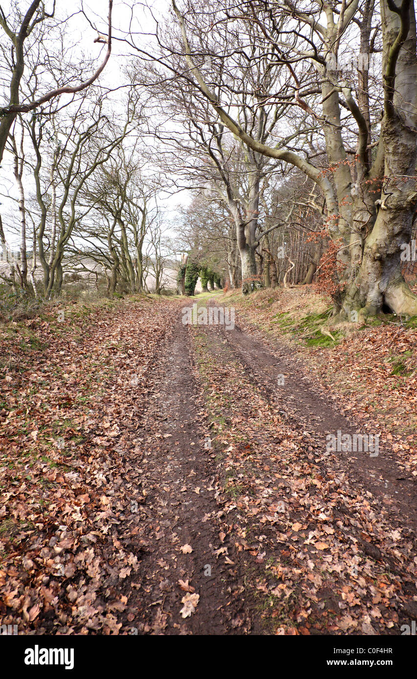 One of the many country trails scattered around the county of Norfolk ...