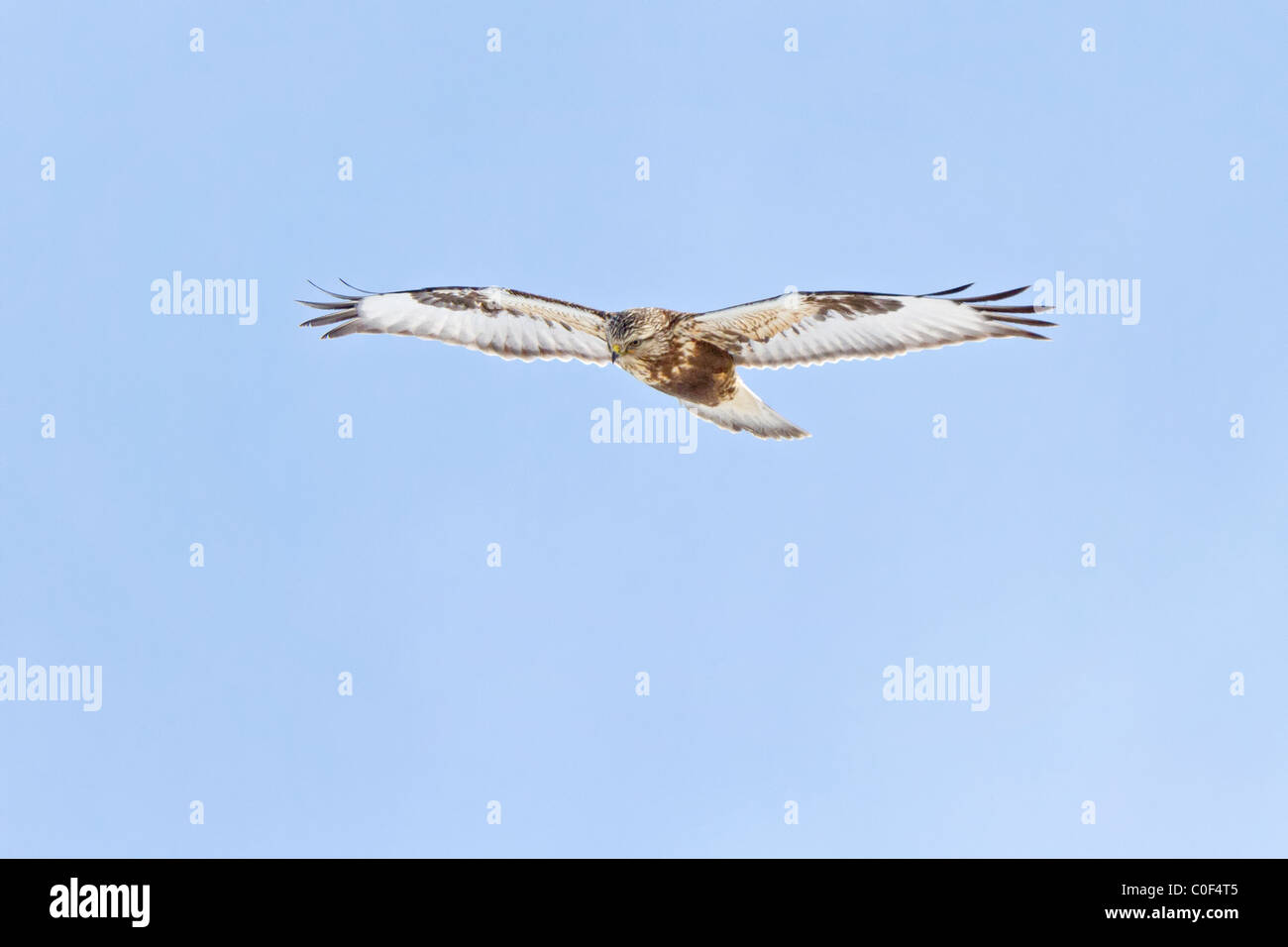 Rough legged hawk hi-res stock photography and images - Alamy