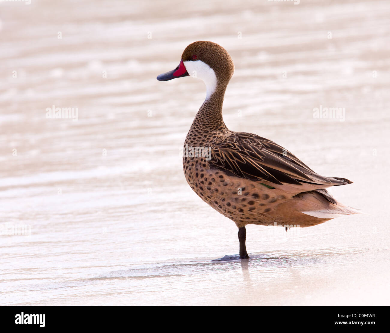 White-cheeked pintail or Bahama Duck on white sandy beach on St Thomas ...