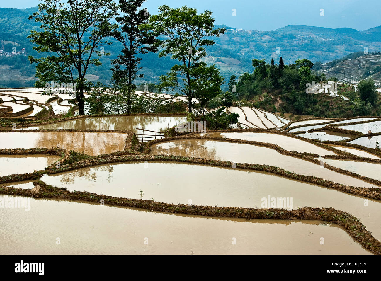Asia, China, Yunnan, Yuanyang. Flooded rice fields of Bada terraces ...
