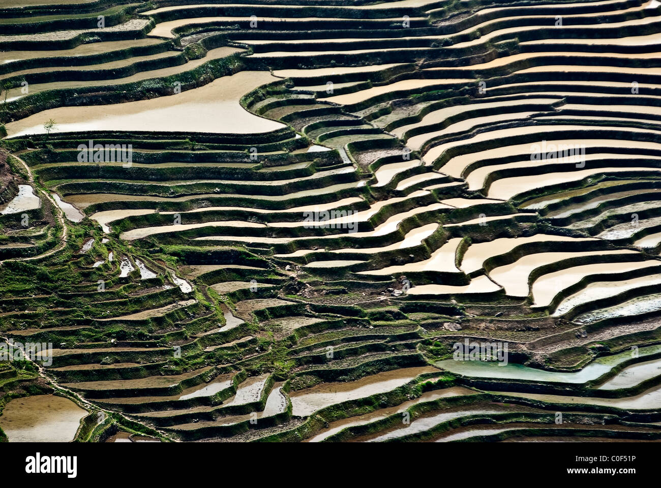 Asia, China, Yunnan, Yuanyang. Flooded rice fields of Bada terraces ...