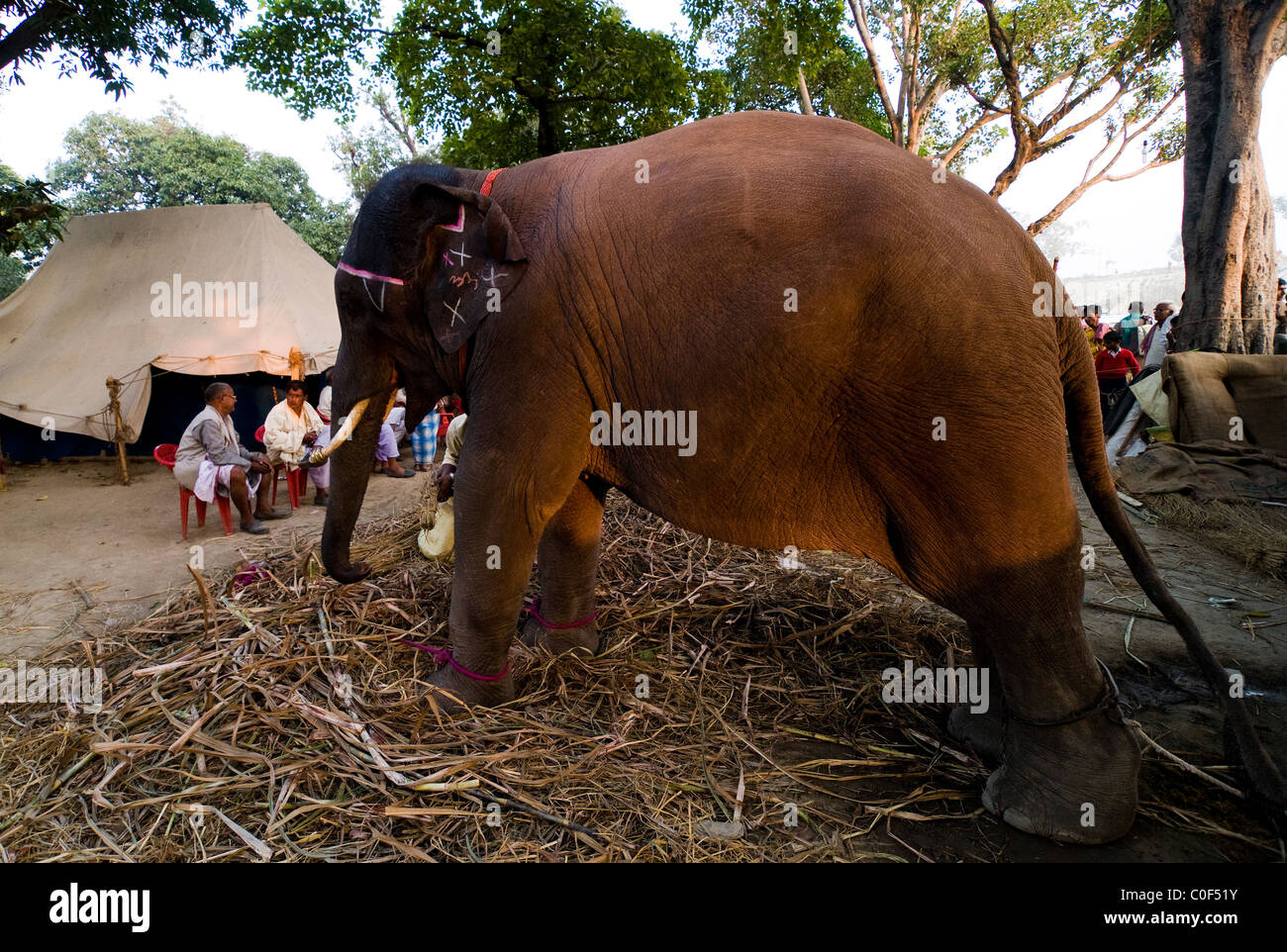 An Elephant on display for a possible sale in the colorful Hathi bazaar ...
