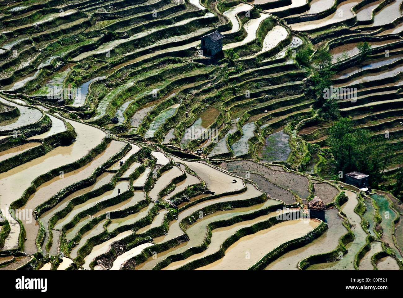 Asia, China, Yunnan, Yuanyang. Flooded rice fields of Bada terraces ...