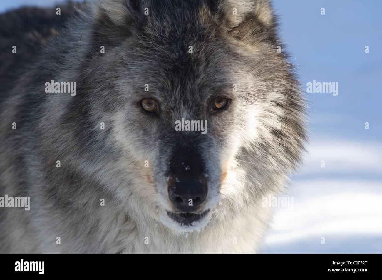 Gray Wolf in snow in British Columbia, Canada Stock Photo - Alamy