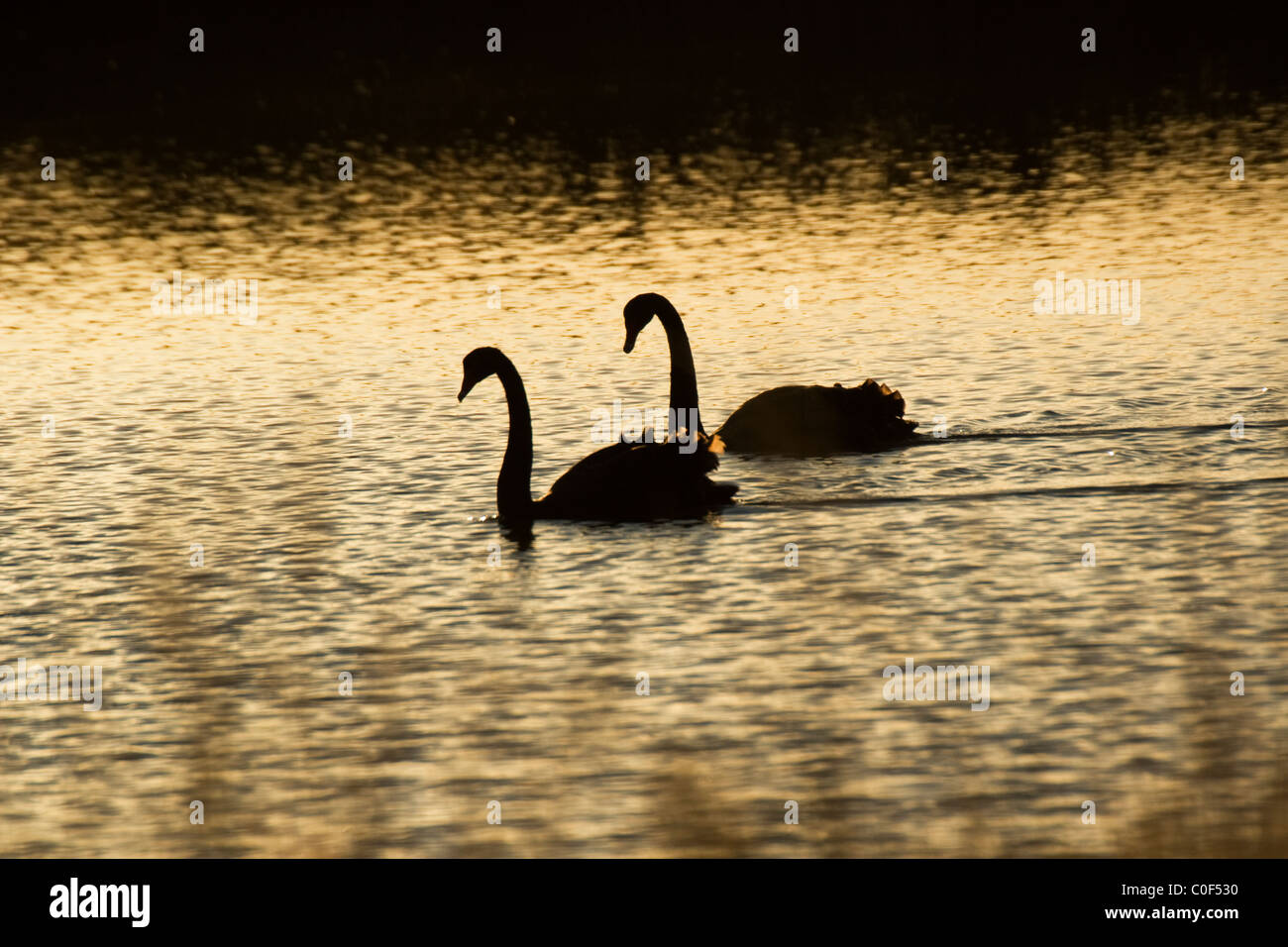 Black swans swimming on lagoon at wetlands (silhouette Stock Photo - Alamy