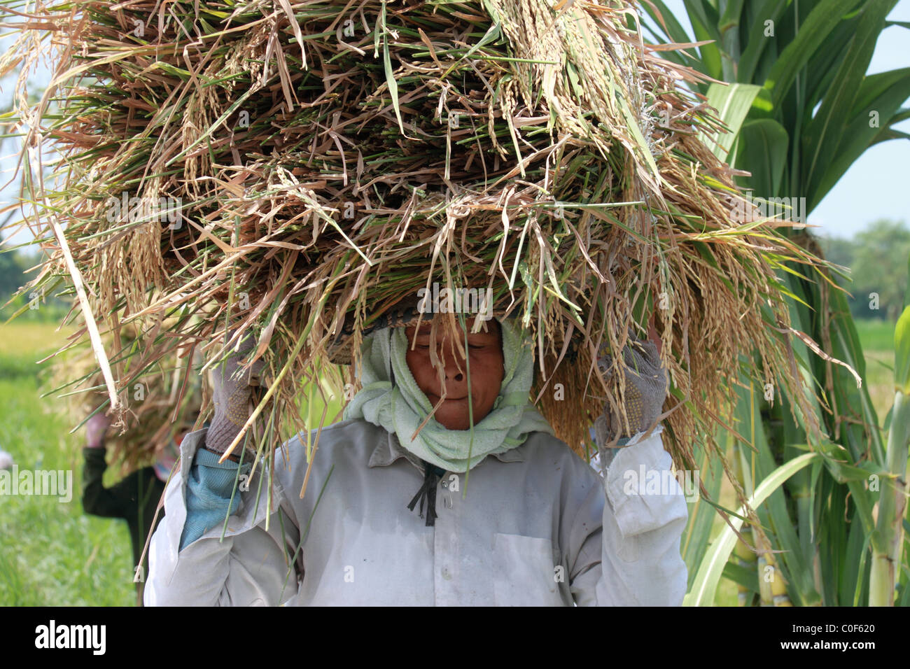 woman working on a rice-field during rice-crop with rice-bag on her ...