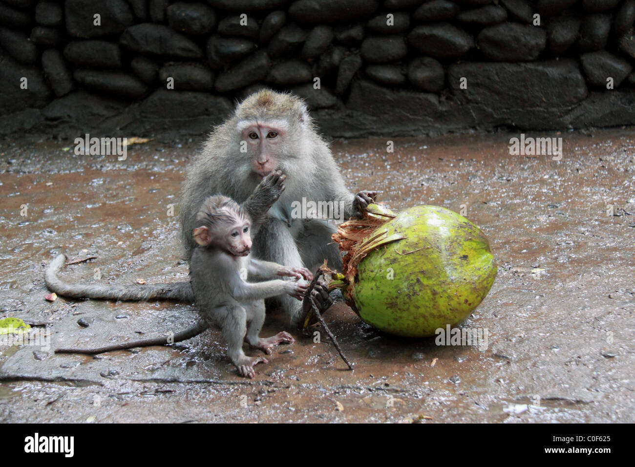 monkey mum and monkey child eating and sharing food Stock Photo - Alamy
