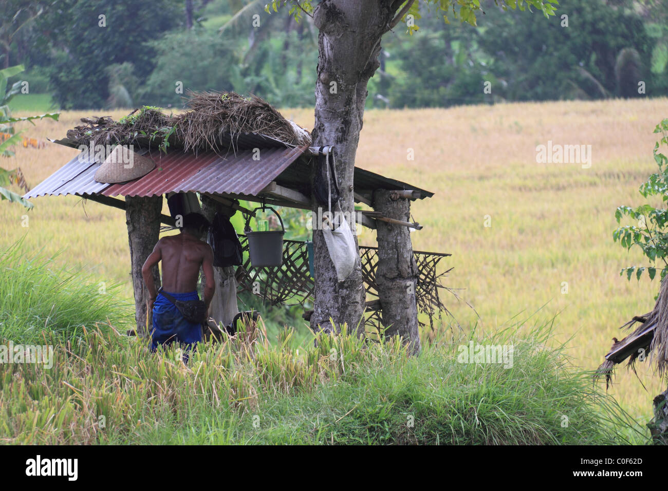 rice-field workman rice-crop hut hovel Indonesia man at work Stock ...