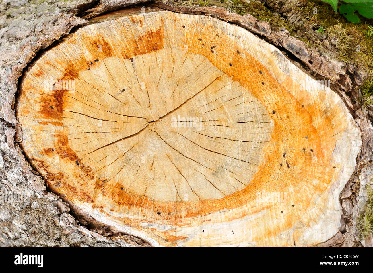 Yellow cross section of a trunk tree with cracks Stock Photo - Alamy