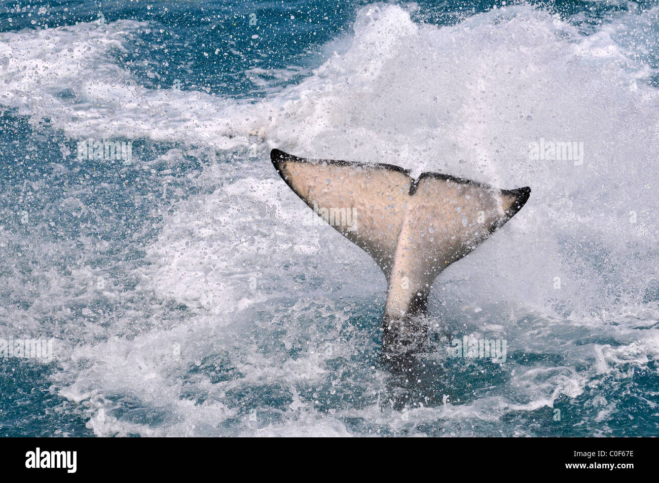 Closeup tail of an orca (Orcinus orca) making big splash in water Stock ...