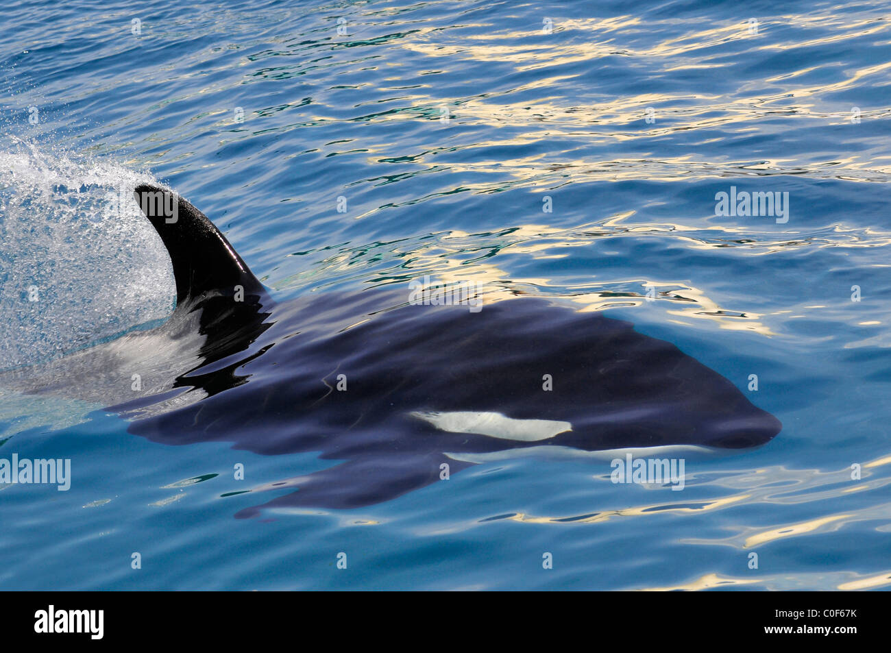 Orcinus orca fast hi-res stock photography and images - Alamy