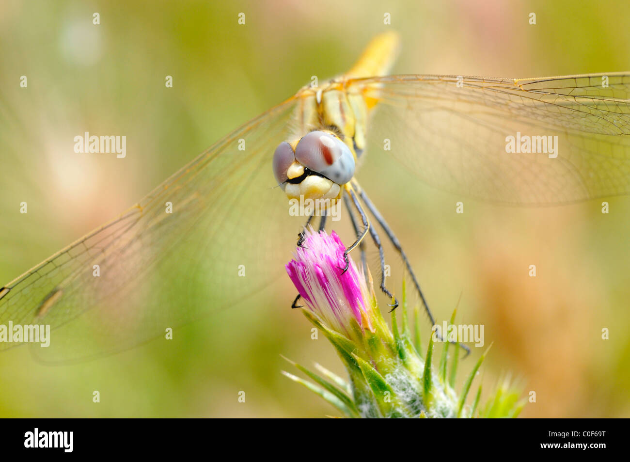 Dragonfly flower hi-res stock photography and images - Alamy