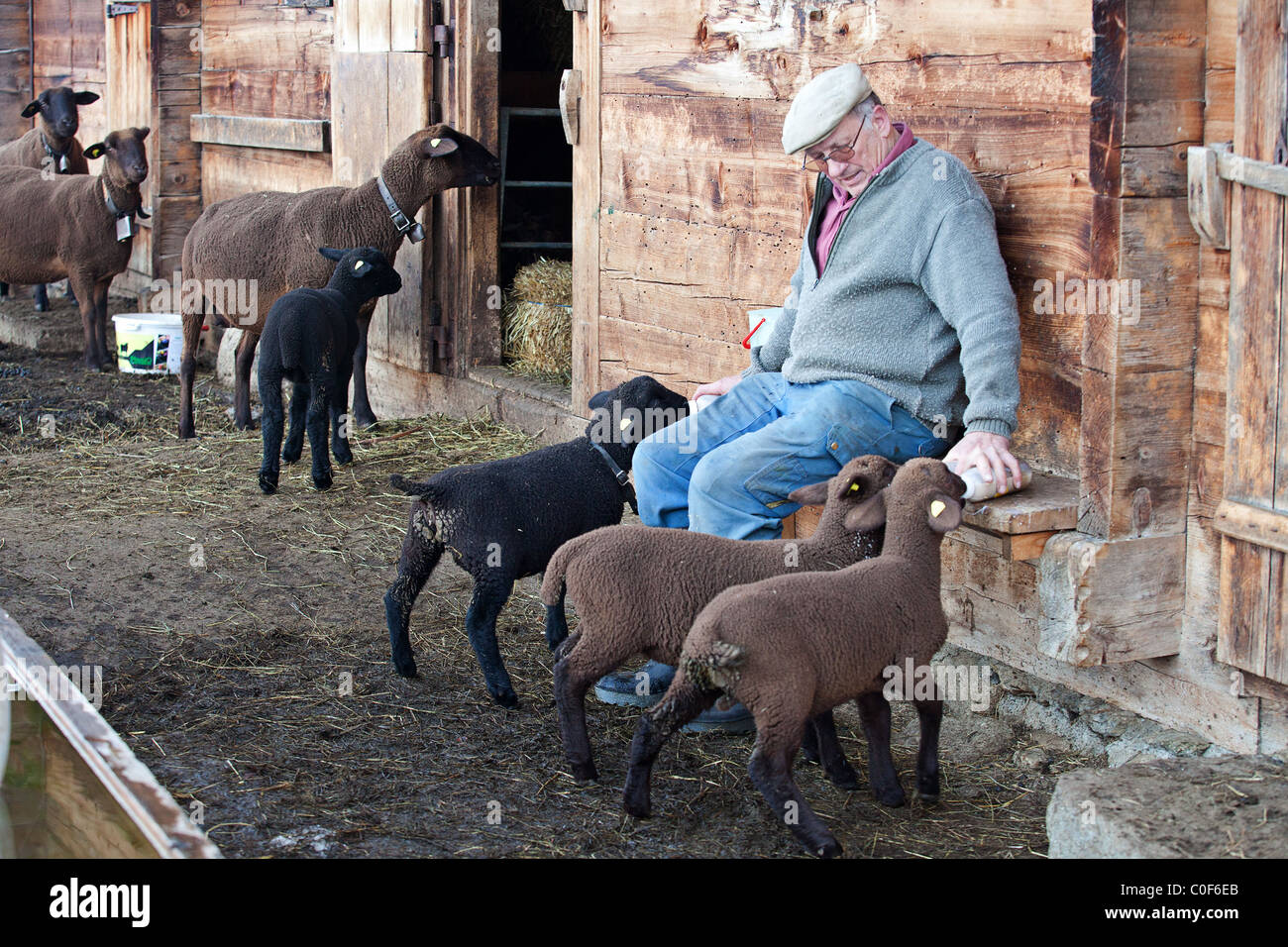 Shepherd with his sheeps hi-res stock photography and images - Alamy