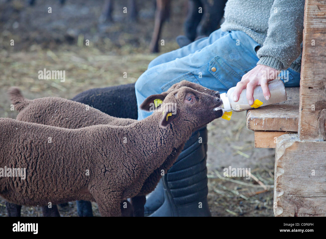 Shepherd with his sheeps hi-res stock photography and images - Alamy