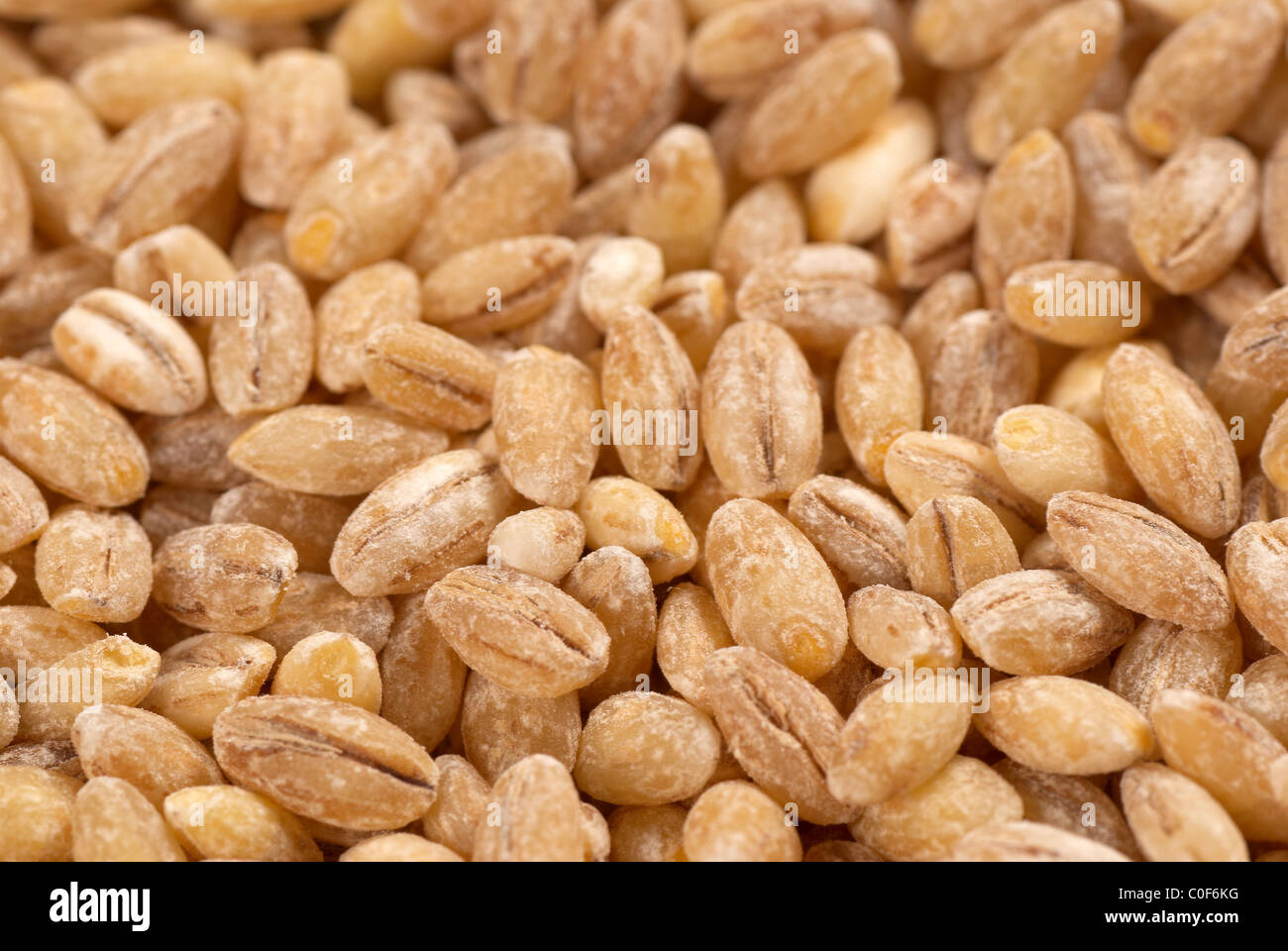 Full frame take of barley seeds, food background Stock Photo - Alamy
