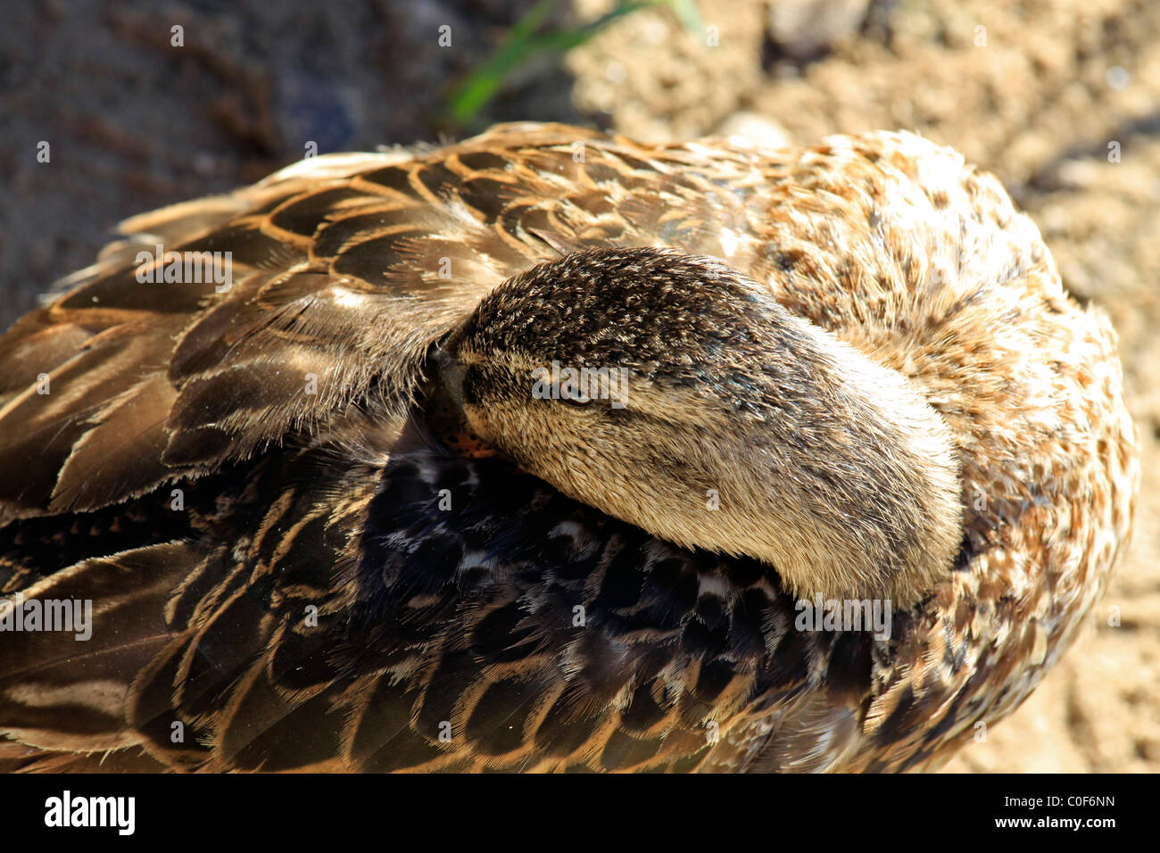 Intaka island bird sanctuary hi-res stock photography and images - Alamy