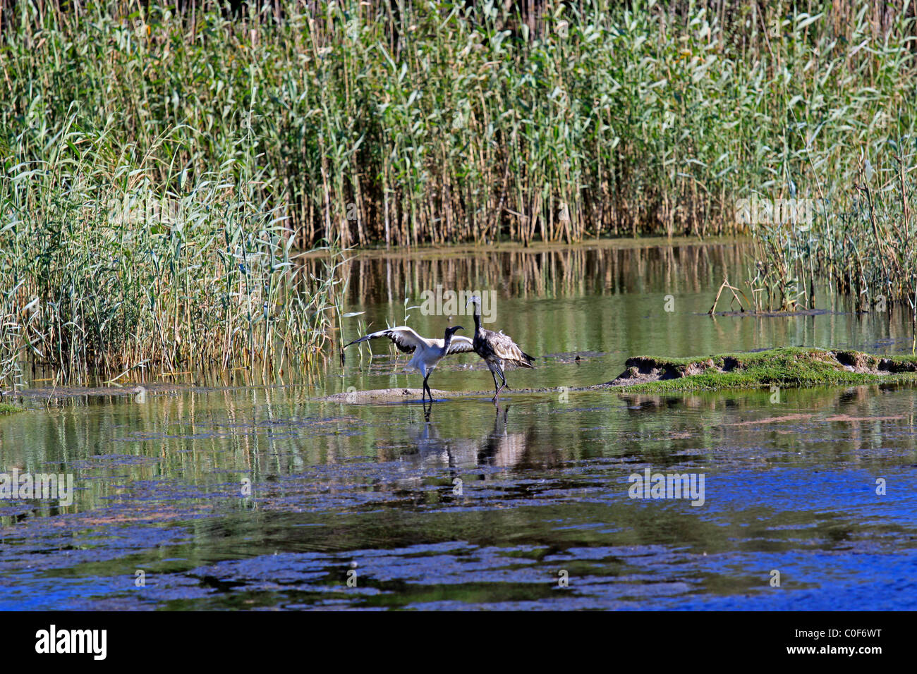 Intaka bird sanctuary hi-res stock photography and images - Alamy