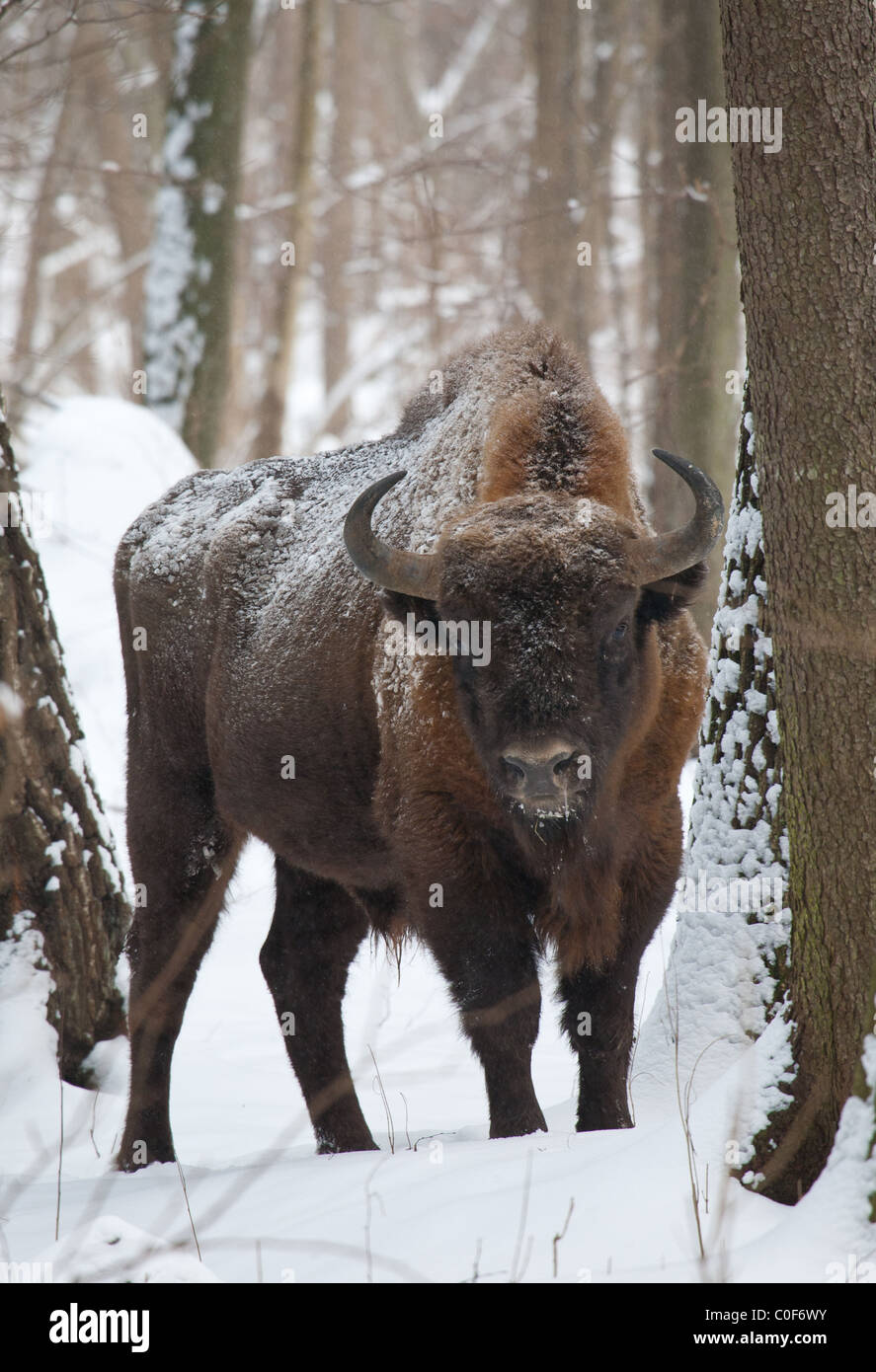 Free ranging European Bison bull in the Bialowieza Forest Stock Photo ...