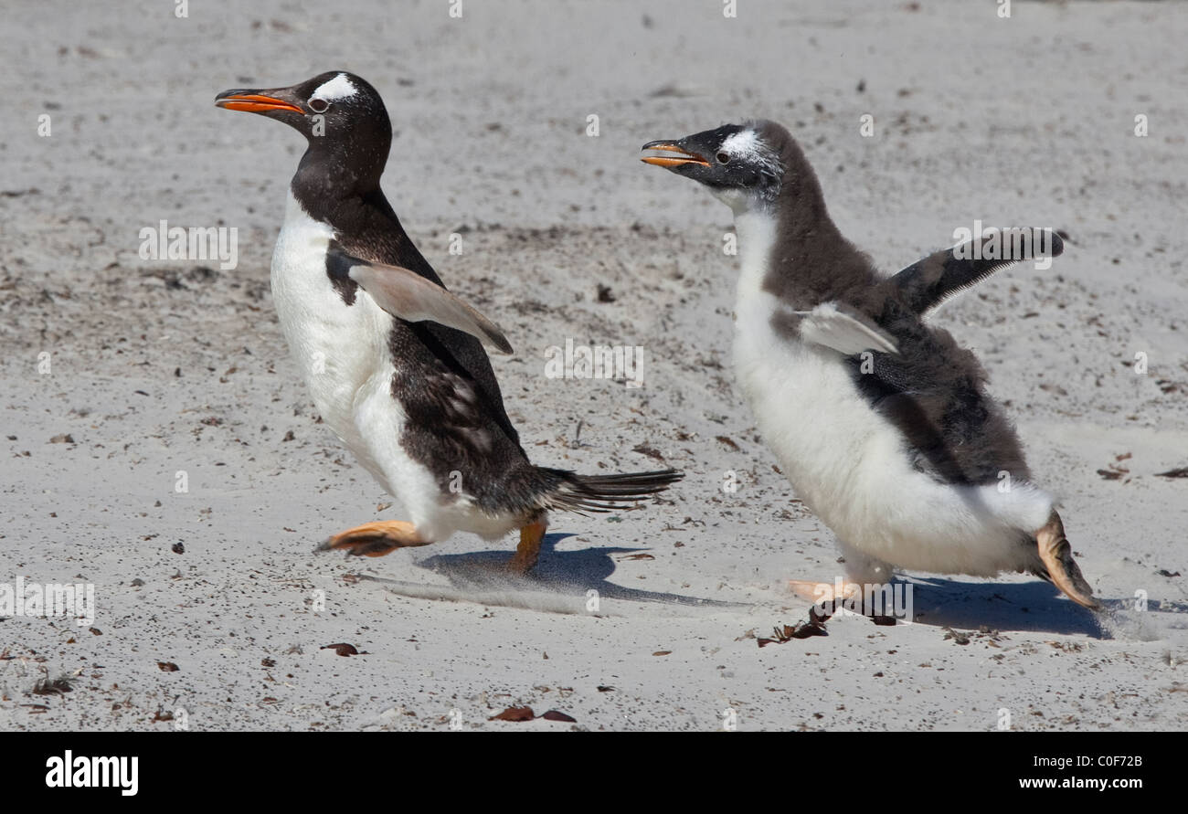Gentoo Penguin (pygoscelis papua) chick chasing parent for food ...