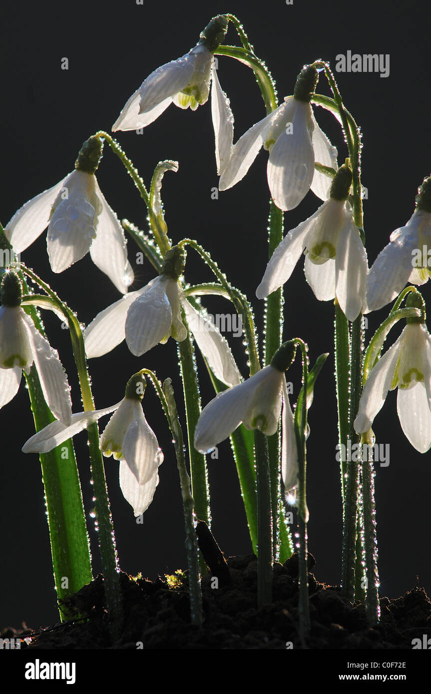 Snowdrops bloom uk hi-res stock photography and images - Alamy