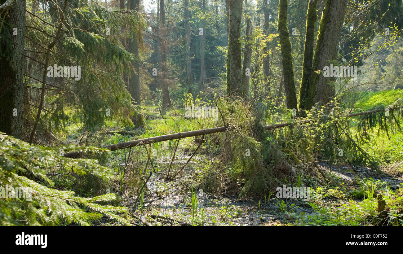 Alder tree marsh hi-res stock photography and images - Alamy