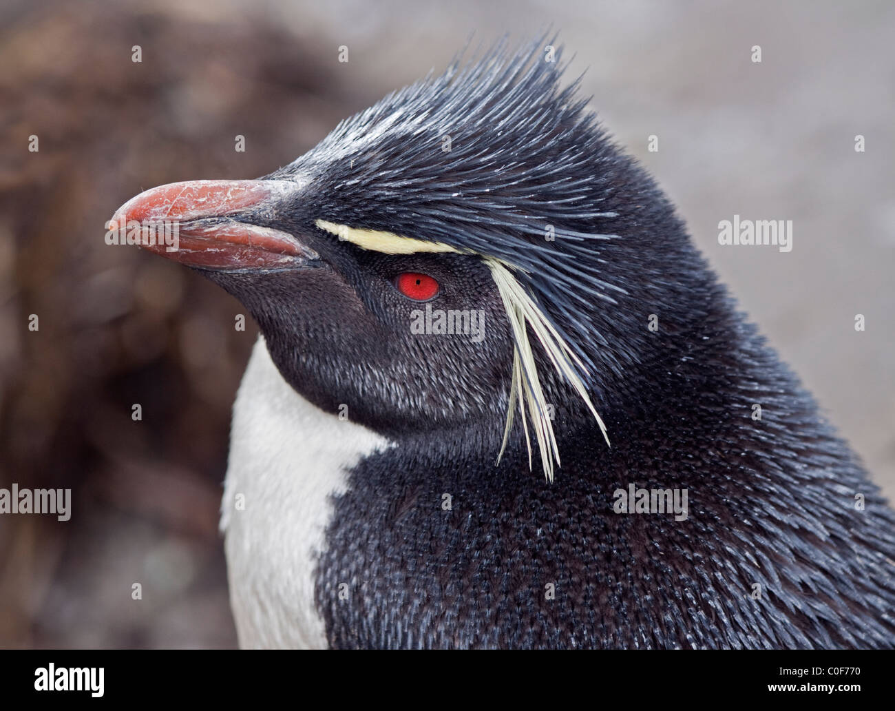 Southern Rockhopper Penguin (eudyptes chrysocome), West Point Island ...