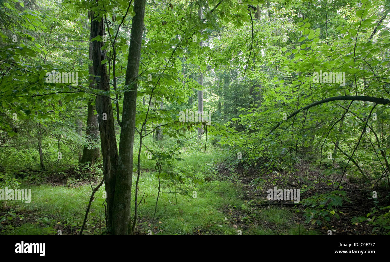 Natural deciduous stand of Bialowieza Forest with lush hornbeam foliage ...