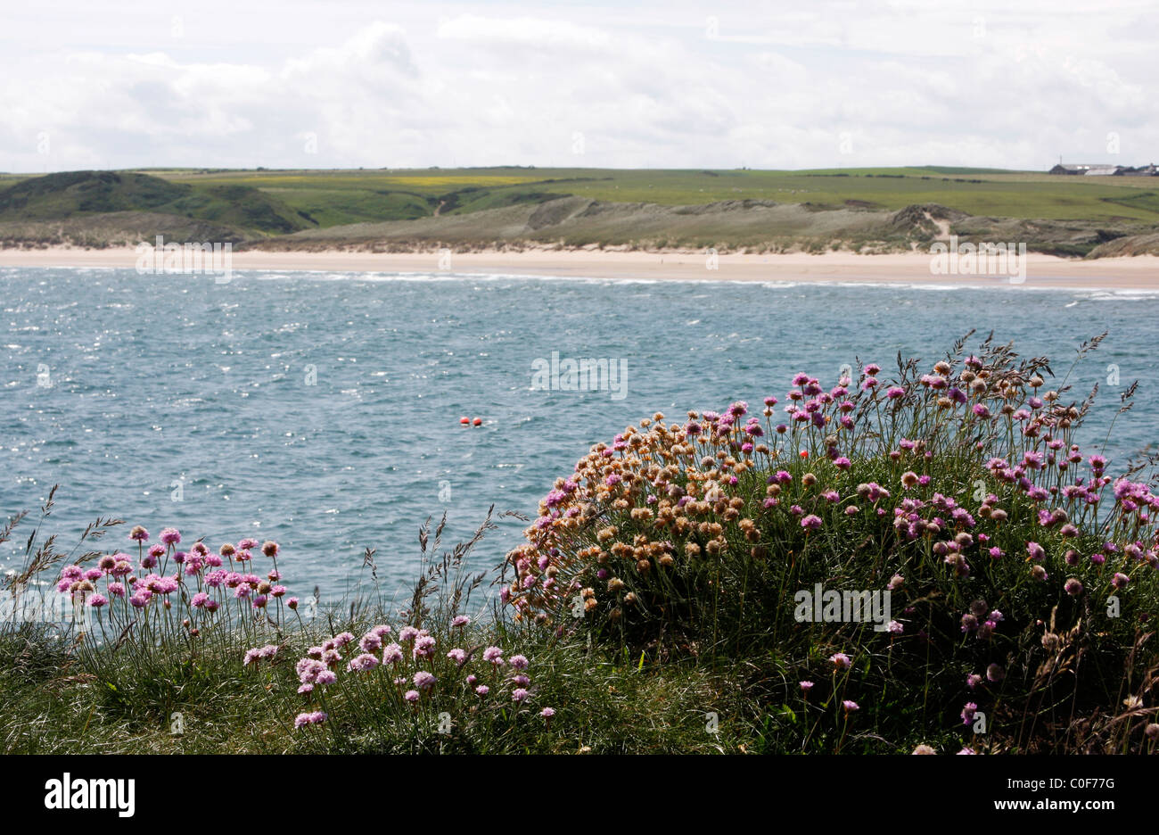 Wild flowers scotland coast hi-res stock photography and images - Alamy