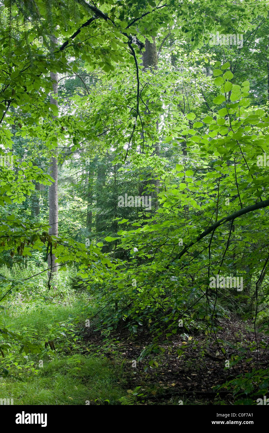 Natural deciduous stand of Bialowieza Forest with lush hornbeam foliage ...