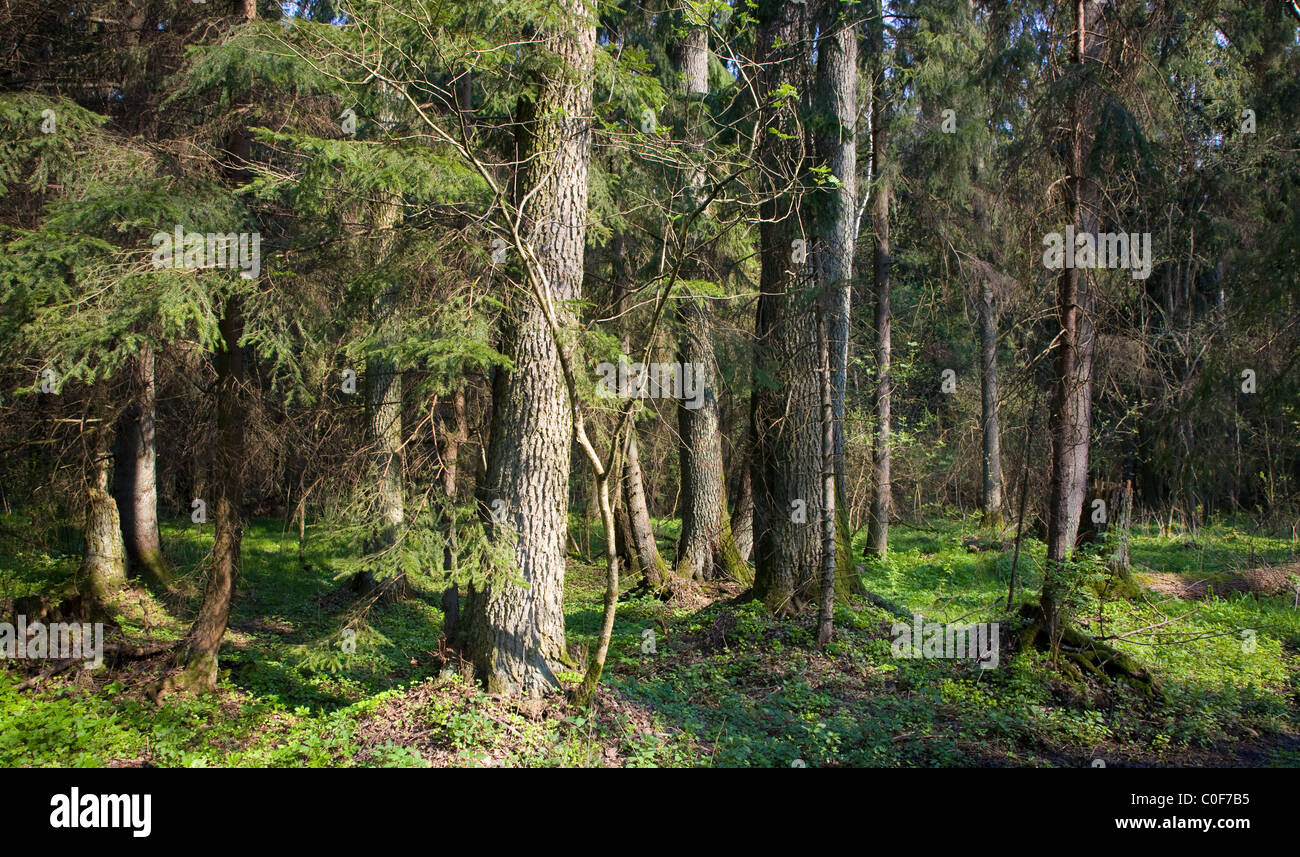 Dense marshy forest hi-res stock photography and images - Alamy